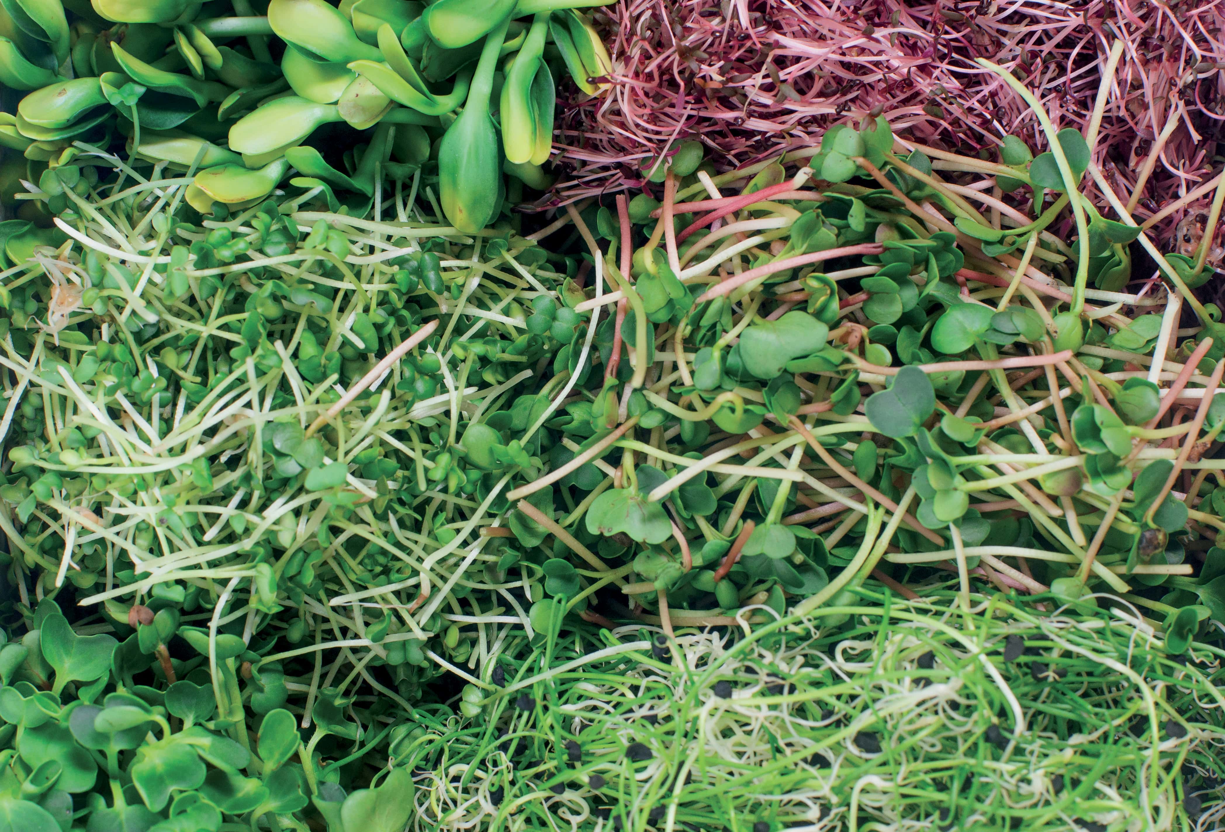 Découvrez notre gamme de micro-pousses | VOLTZ Maraîchage