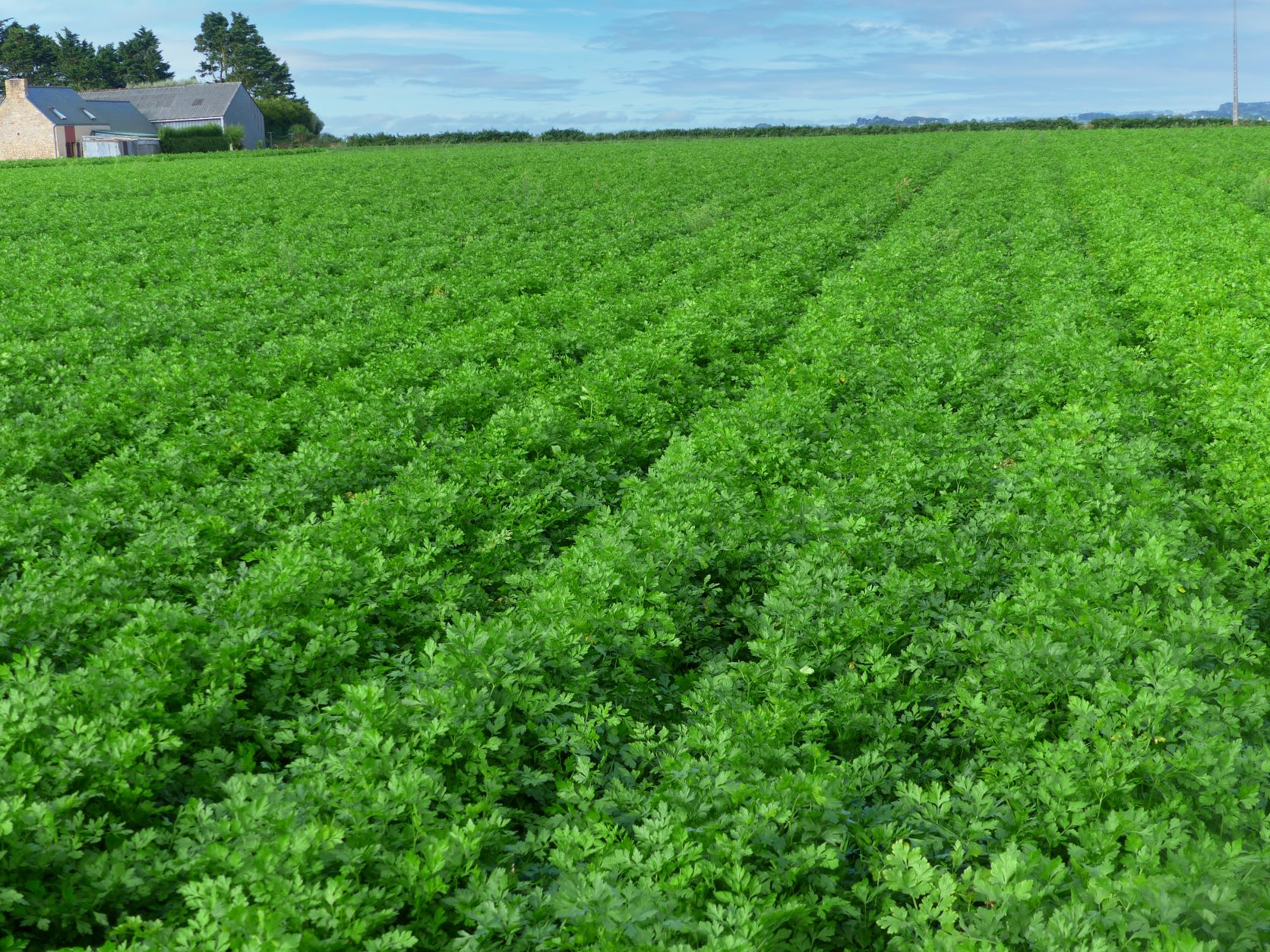 Semis, densité, récolte, conservation : tout savoir sur la culture du ...