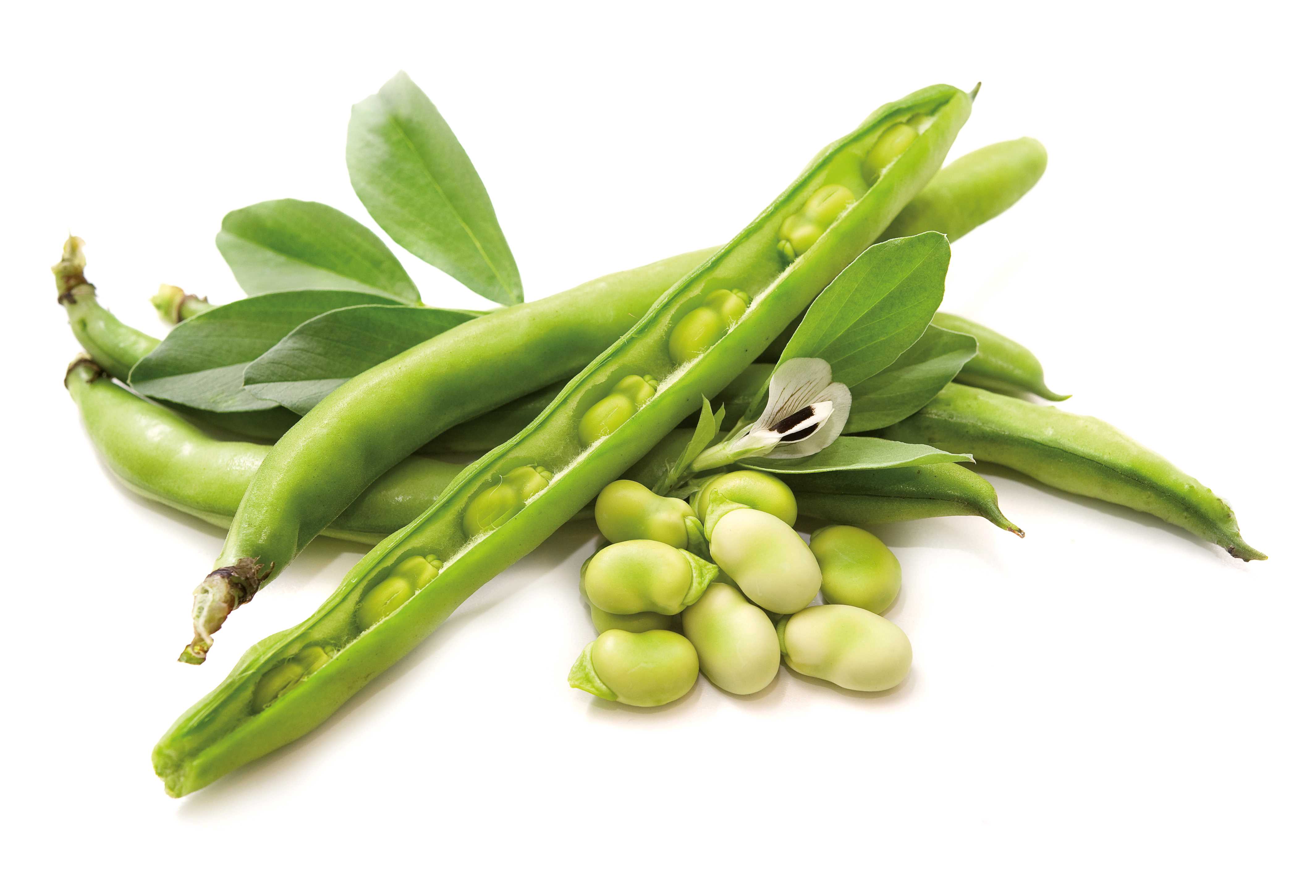 La fève : des protéagineux aux légumes frais | VOLTZ Maraîchage