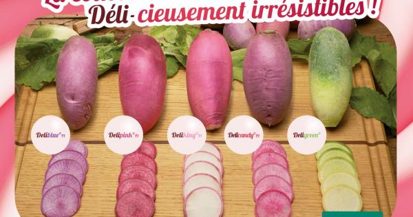 NOTRE GAMME DE RADIS RAVES | VOLTZ Maraîchage